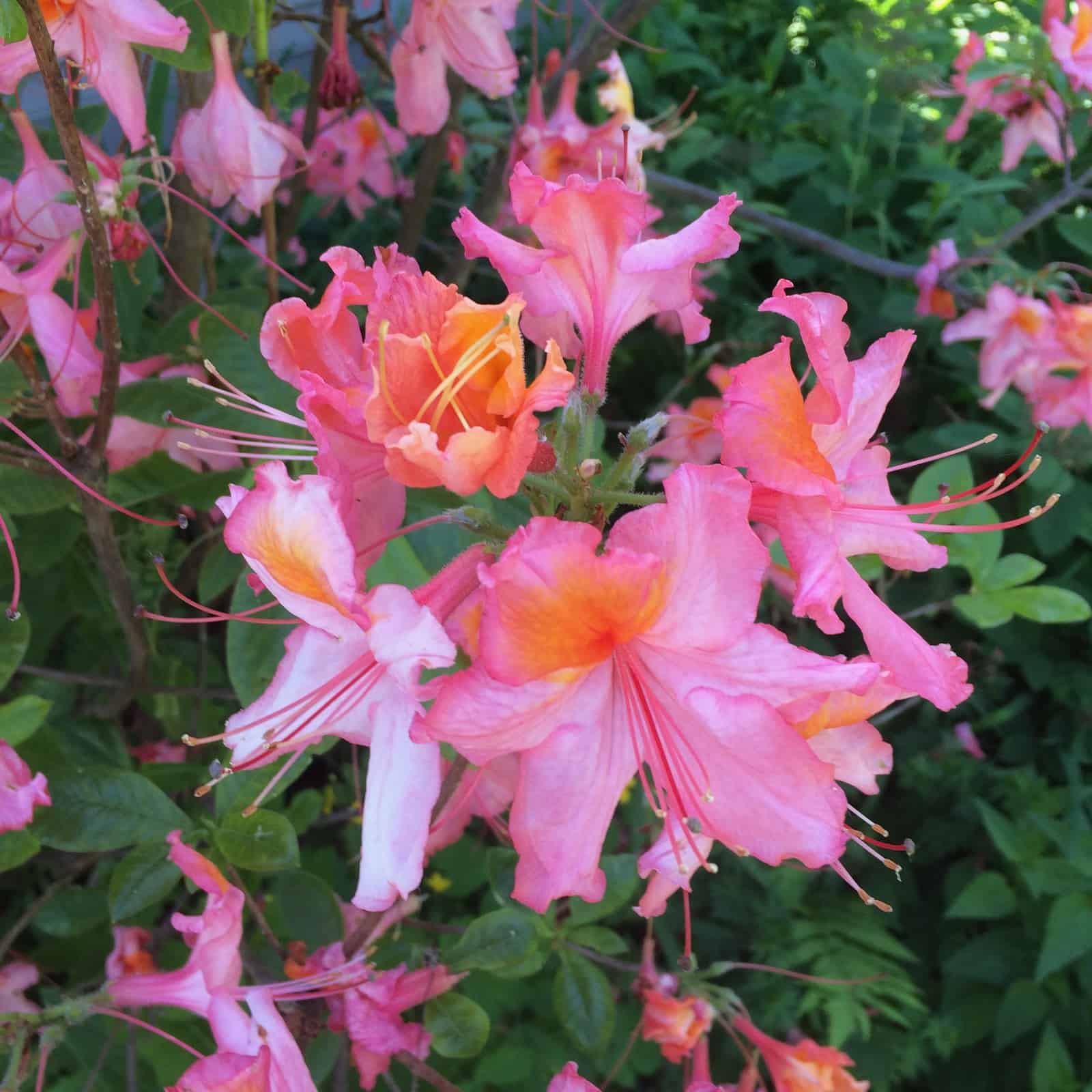 azalea : St. Mark’s Episcopal Church | Capitol Hill, Washington, DC